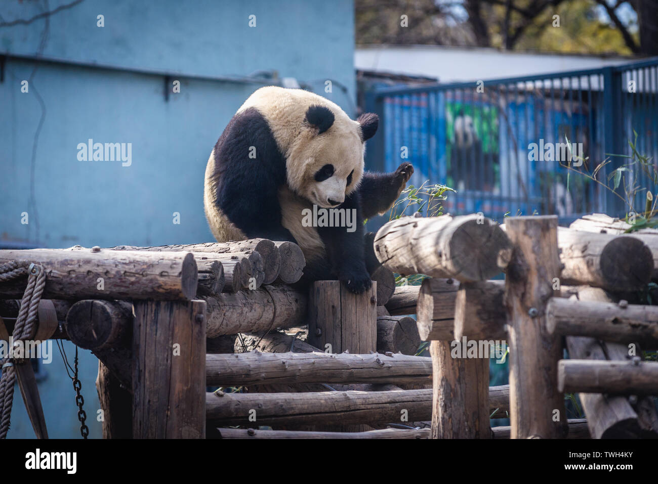 Panda bear in new Panda House in Beijing Zoo, China Stock Photo - Alamy