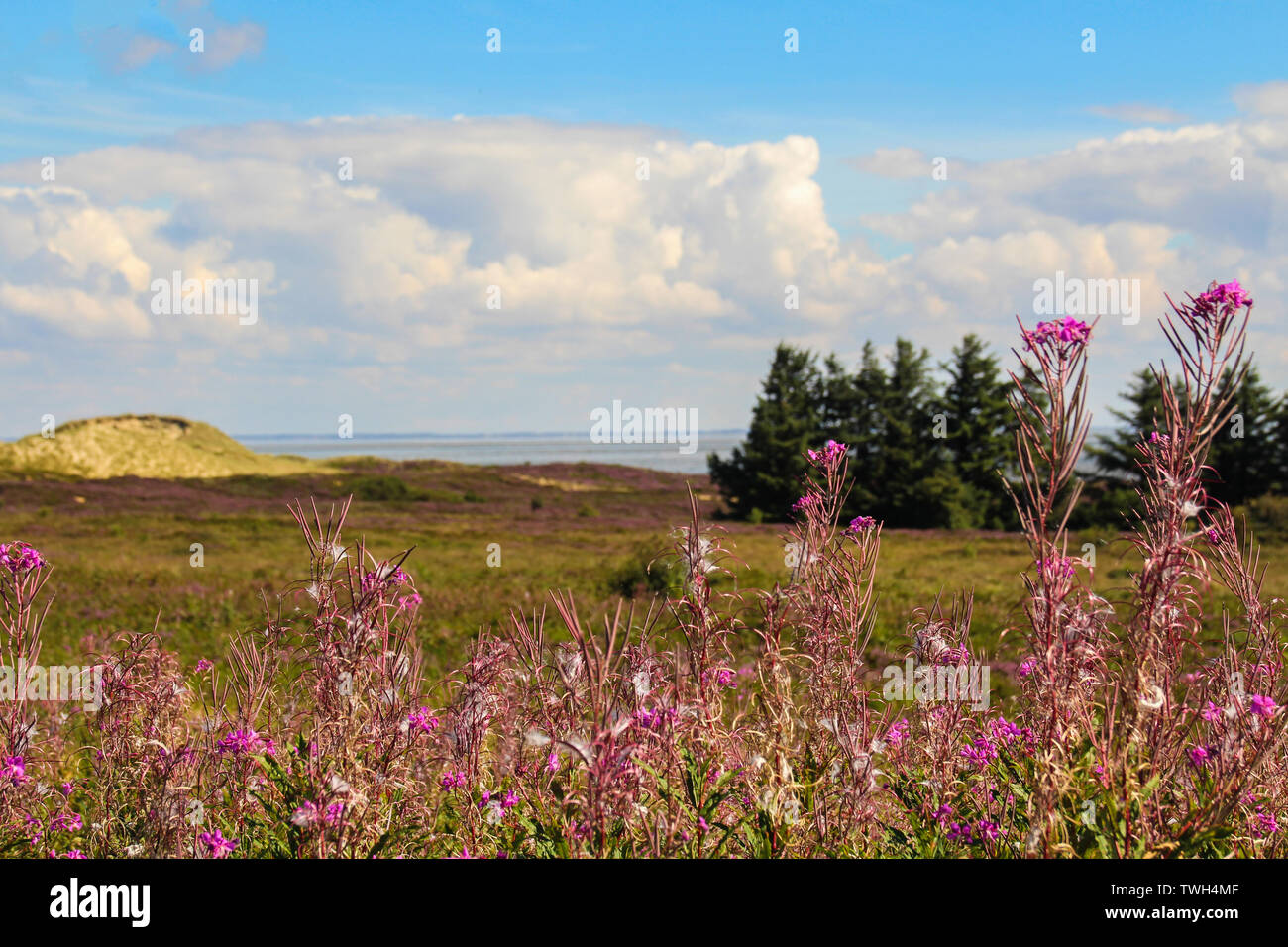 Sylt is located in the north of Germany. The holiday island shines with ...