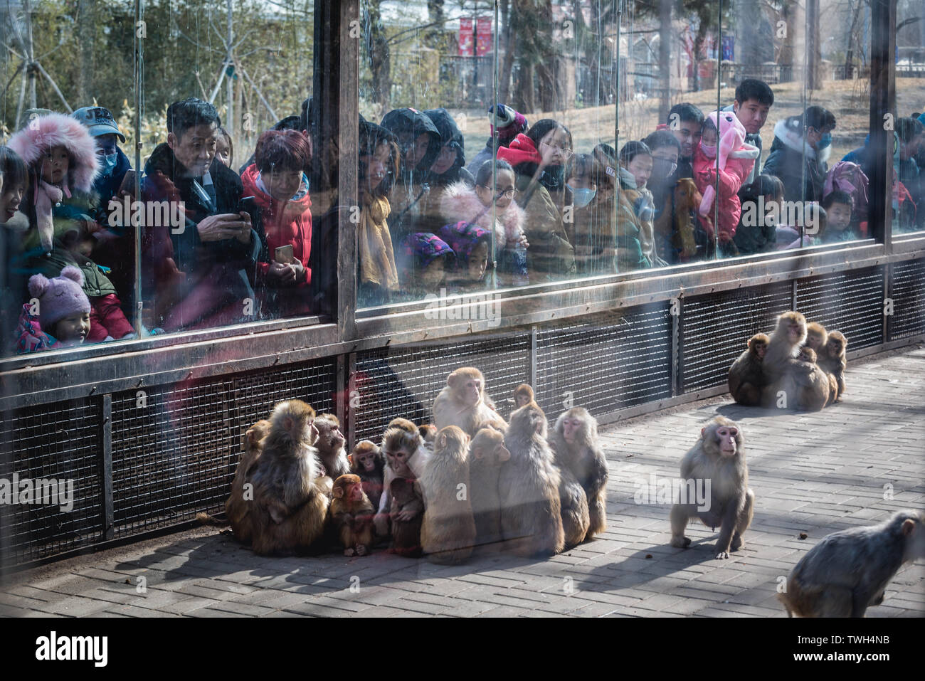 Macaca mulatta monkeys in Beijing Zoo in Beijing, China Stock Photo - Alamy