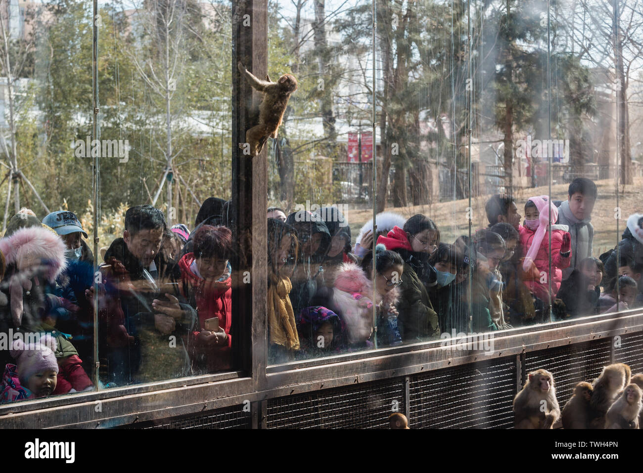 Macaca mulatta monkeys in Beijing Zoo in Beijing, China Stock Photo - Alamy