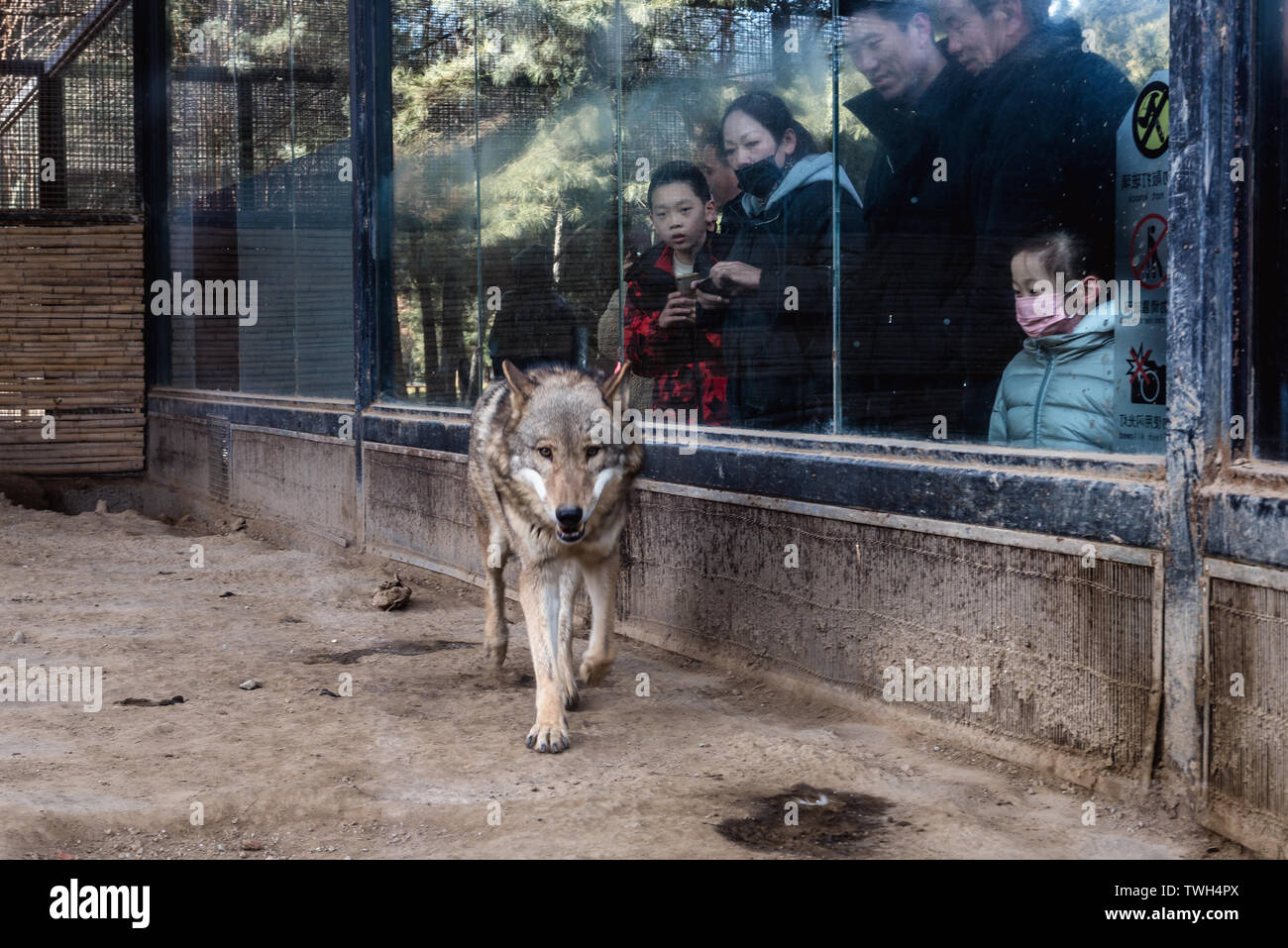 Mongolian wolf in Beijing Zoo in Beijing, China Stock Photo - Alamy