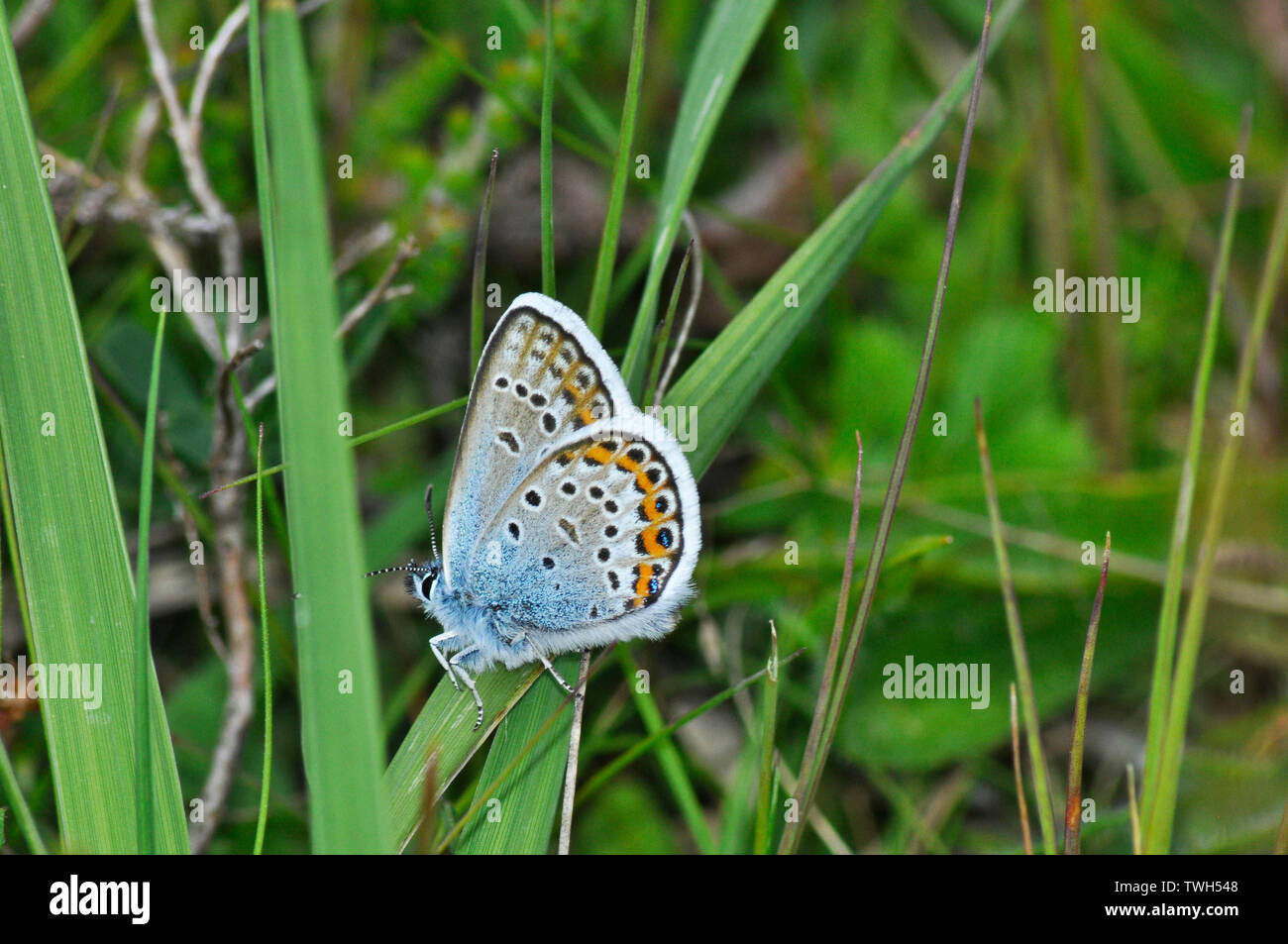 Silver studded blue butterfly hi-res stock photography and images - Alamy