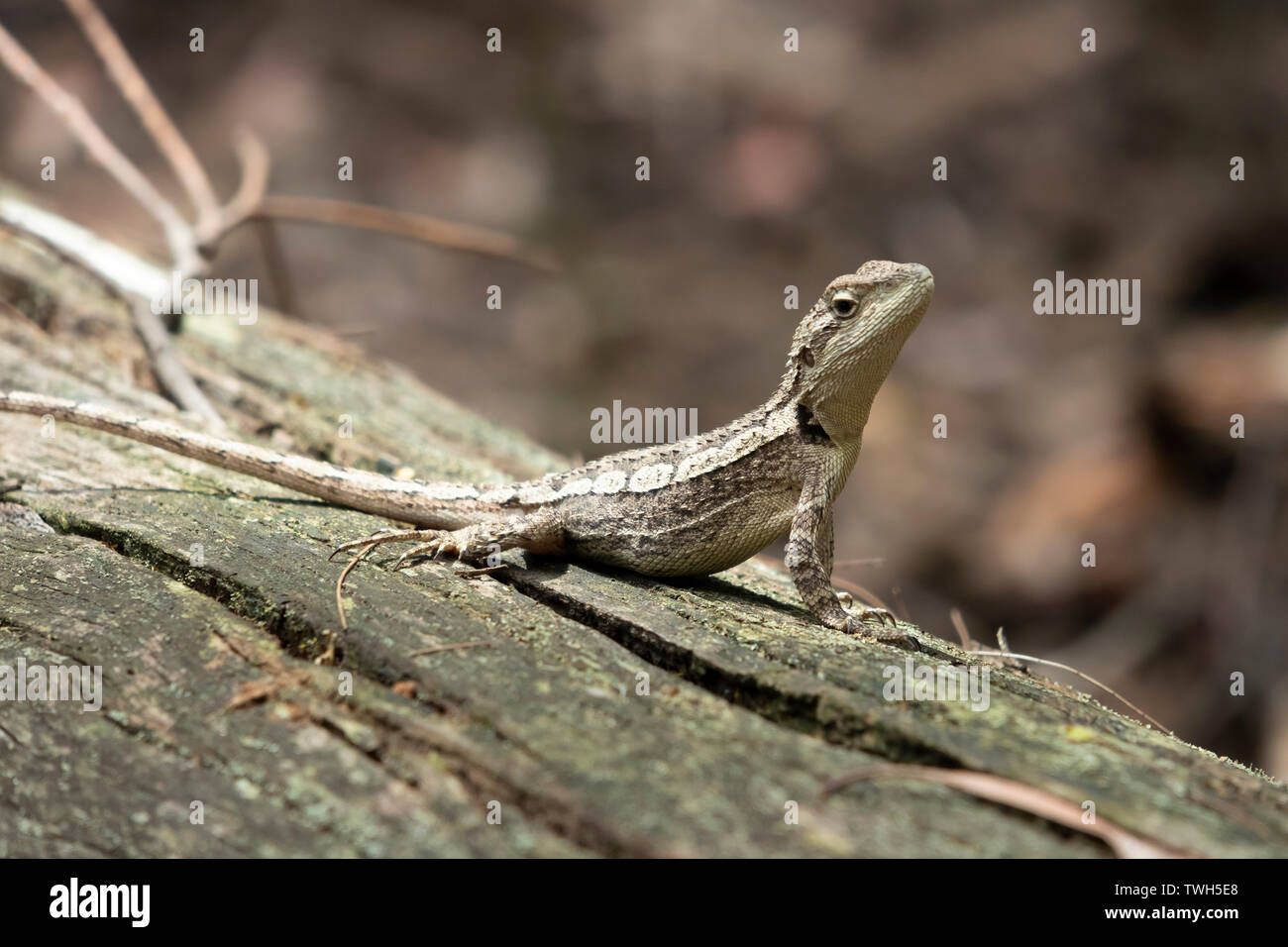 A small lizard sitting on a dead tree stump lying on the ground Stock ...