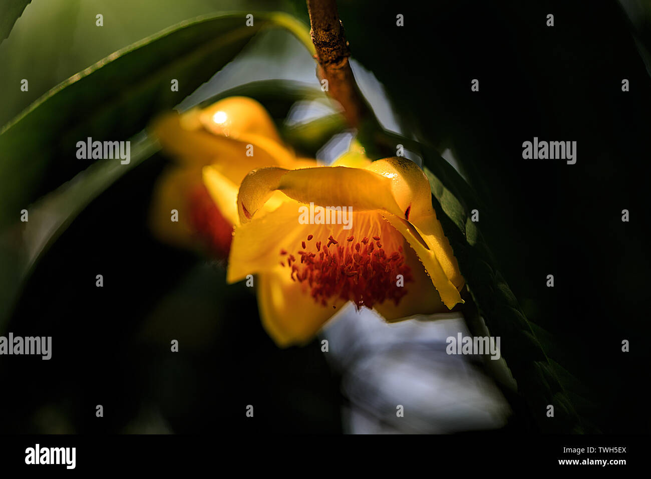 Camellia, autumn color Stock Photo - Alamy