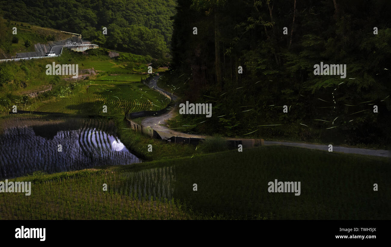 Genji firefly japan hi-res stock photography and images - Alamy