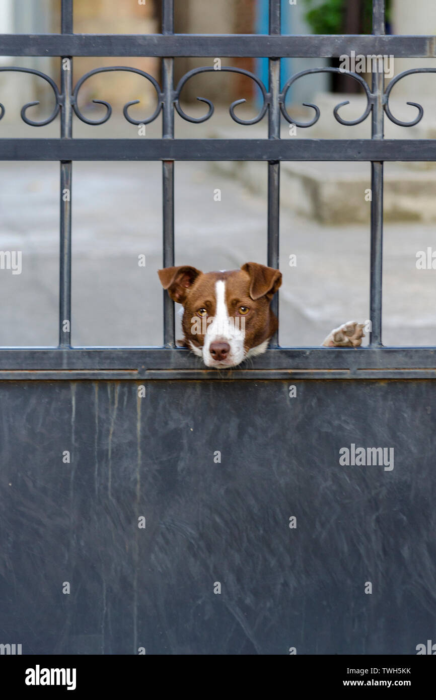 Dog is guarding house and looking at the passersby. Cute hound behind ...