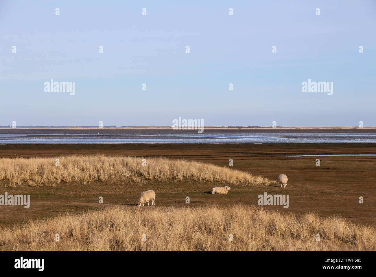 Sylt is located in the north of Germany. The holiday island shines with ...