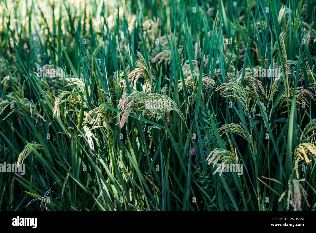 Rural cereals and leaves hi-res stock photography and images - Alamy