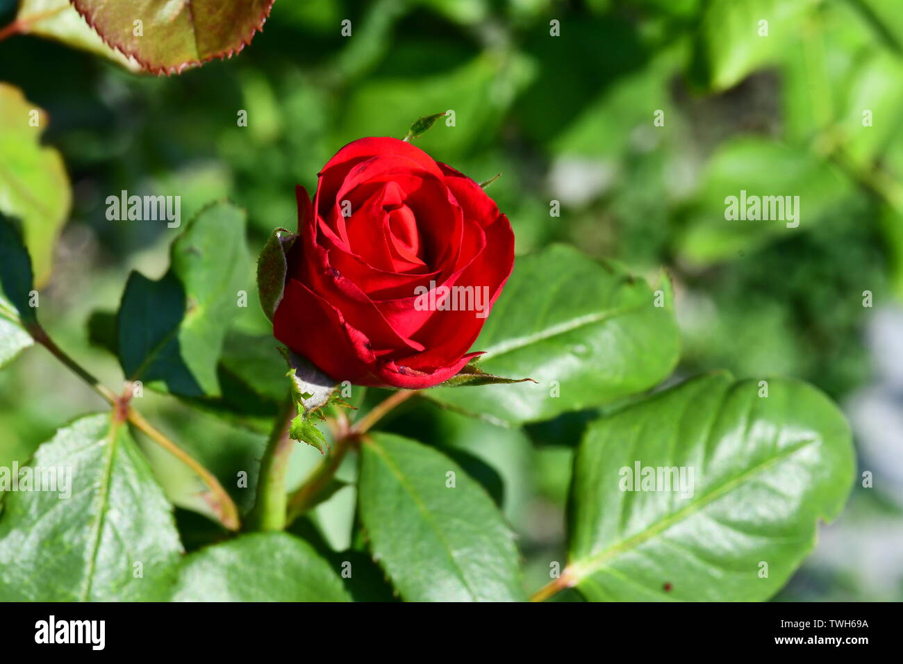 Naturalist collections hi-res stock photography and images - Alamy