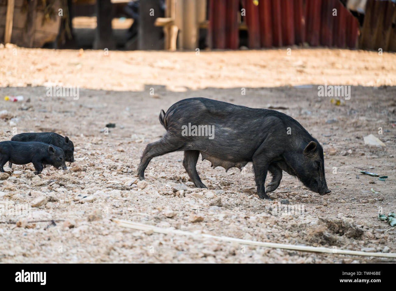 Southeast asian pigs hi-res stock photography and images - Alamy