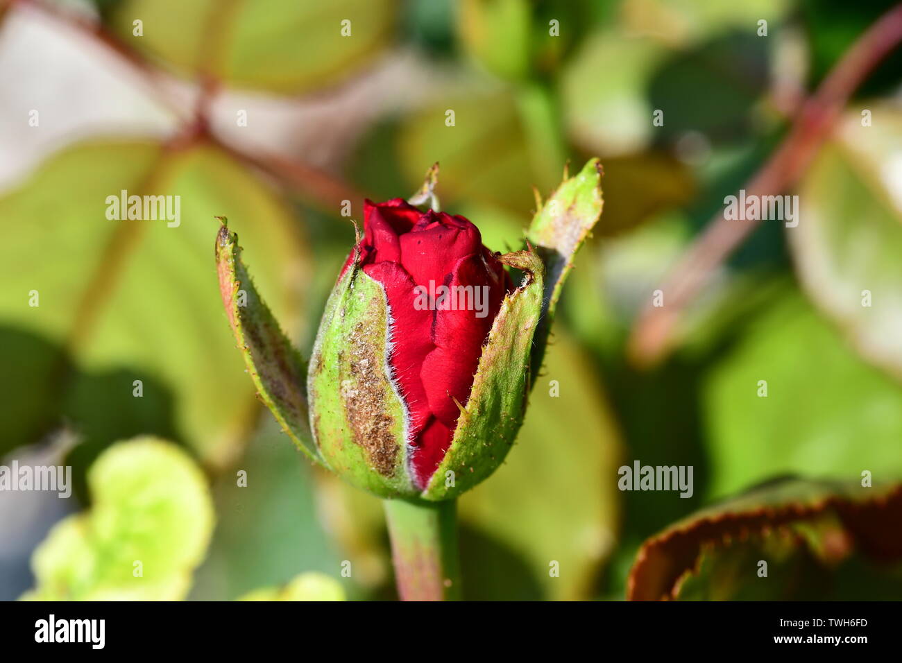Cyprus roses hi-res stock photography and images - Alamy