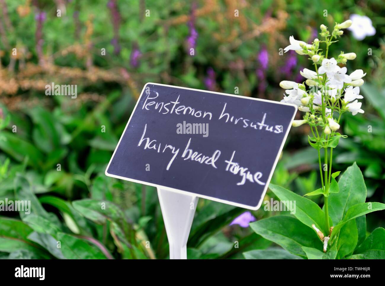 The sign in the garden Stock Photo - Alamy