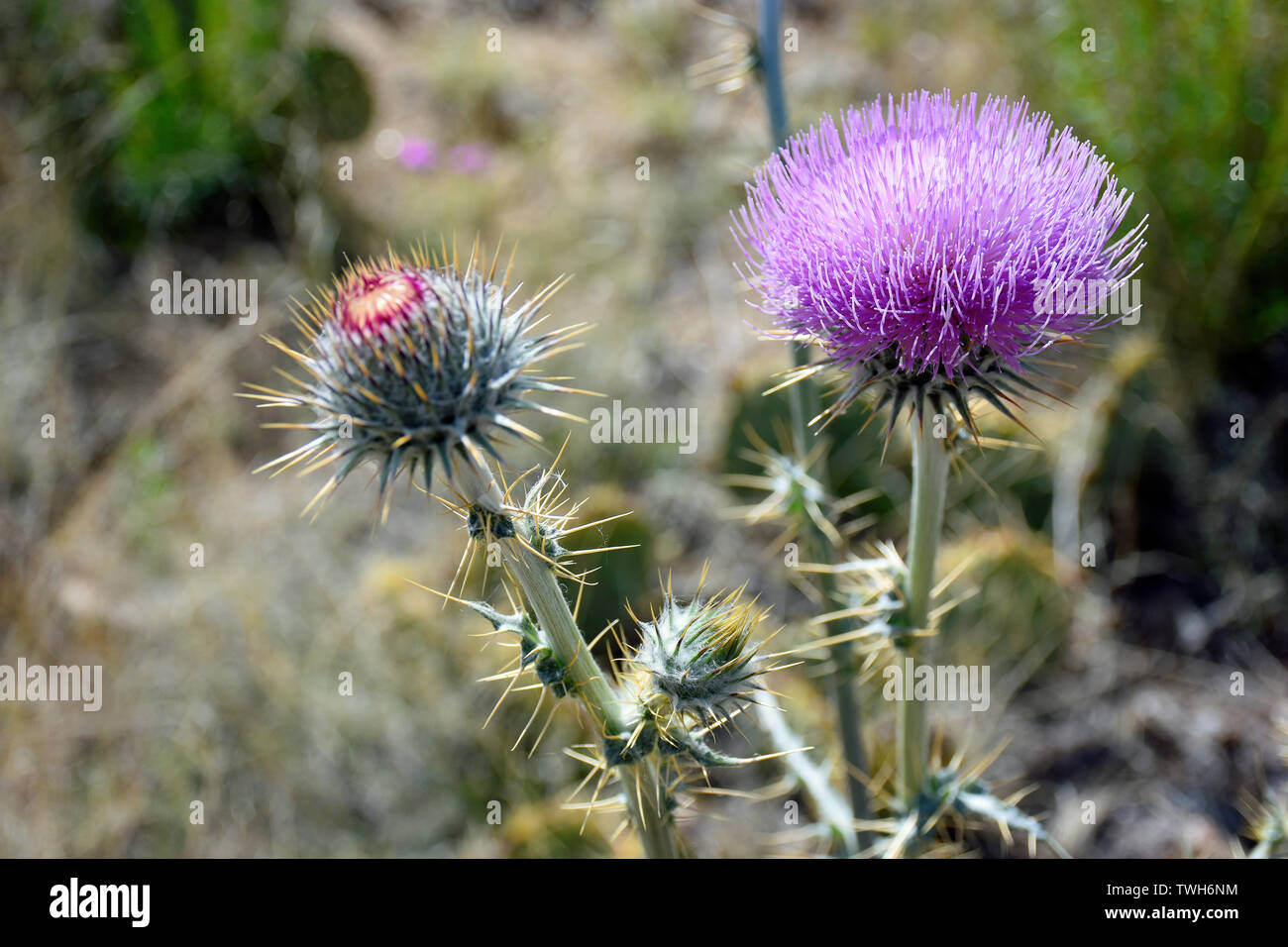 New Mexico Thistle Stock Photo - Alamy