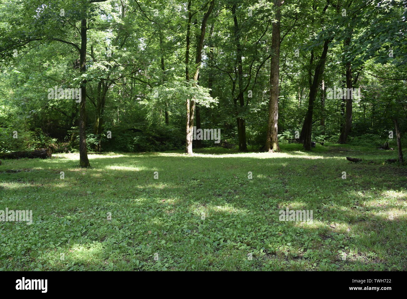 Sunlight cutting through trees Stock Photo - Alamy
