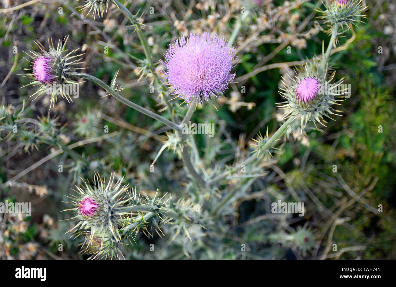Desert thistle hi-res stock photography and images - Alamy