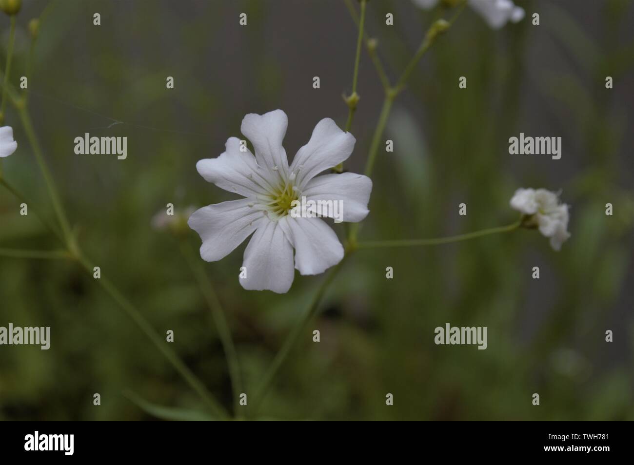Delicate boom hi-res stock photography and images - Alamy