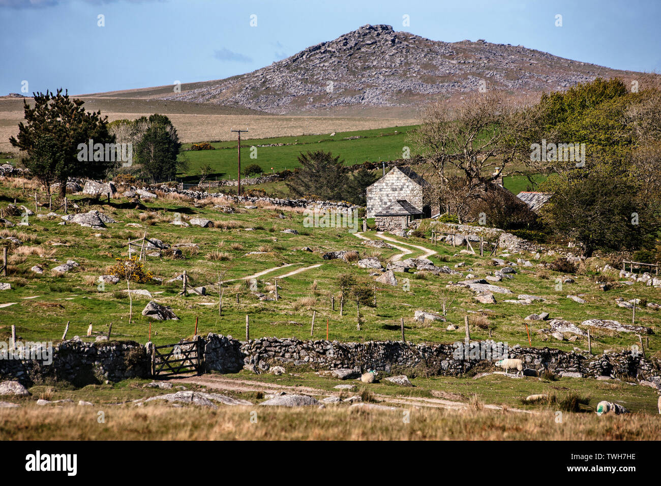field full of granite boulders rough tor in background on bodmin moor ...