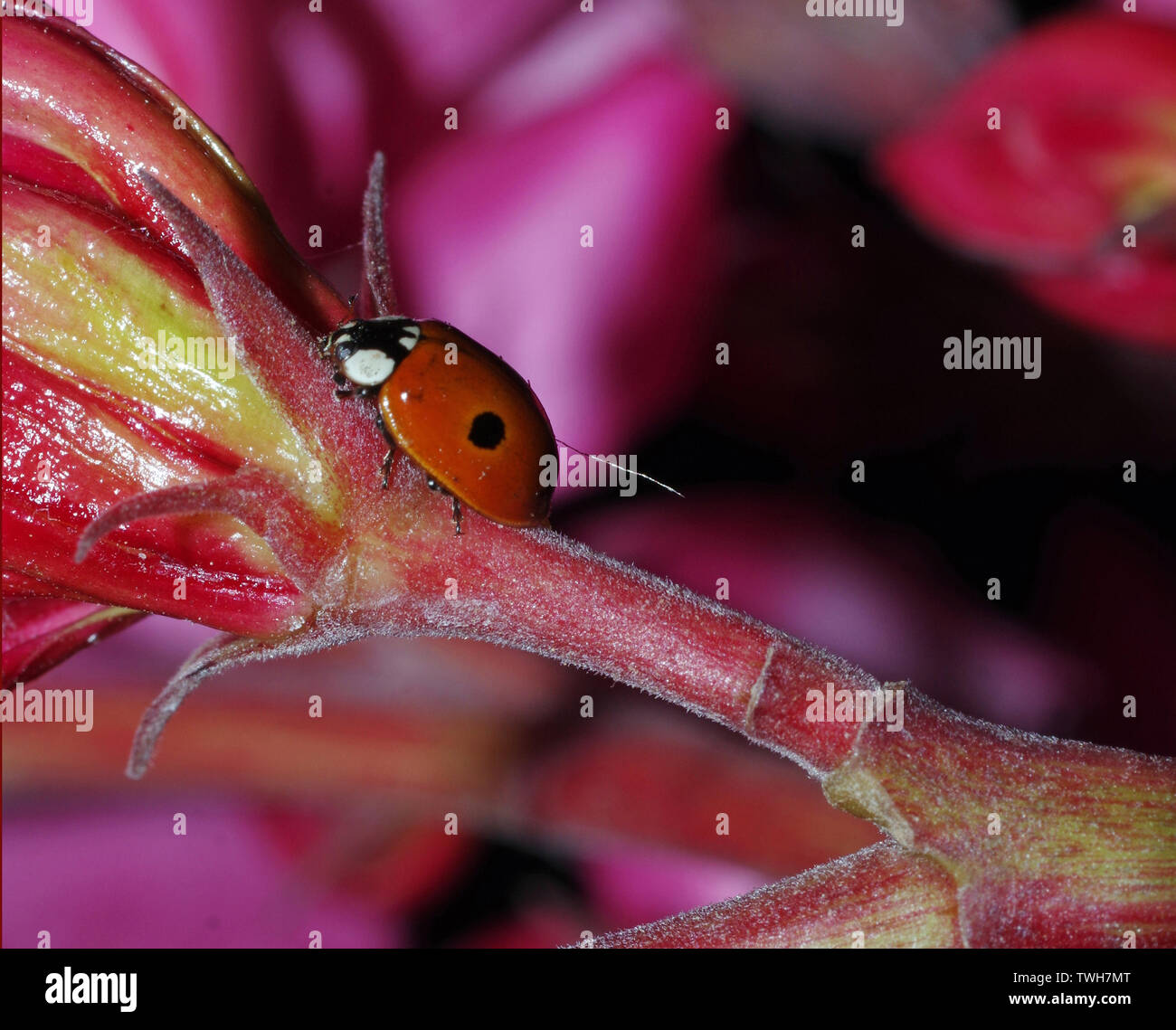 Little rose bay hi-res stock photography and images - Alamy