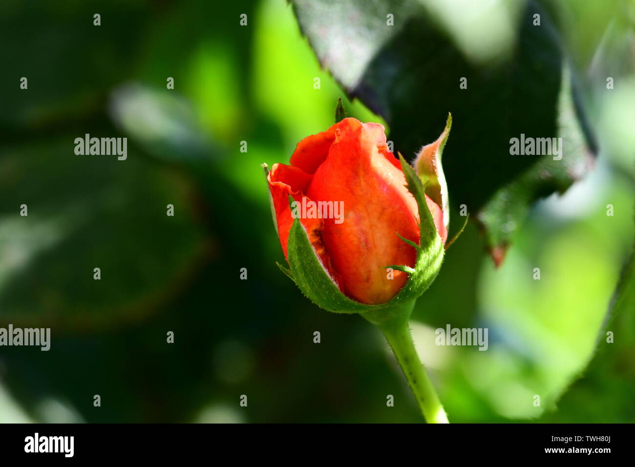 Cyprus Roses High Resolution Stock Photography and Images - Alamy