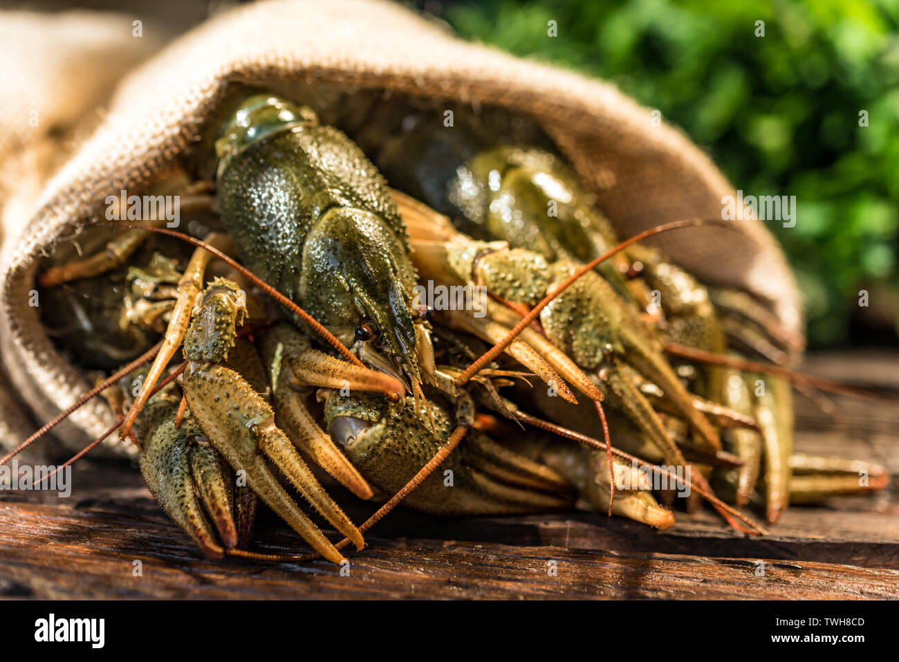 Raw crayfish with beer on wooden background Stock Photo - Alamy
