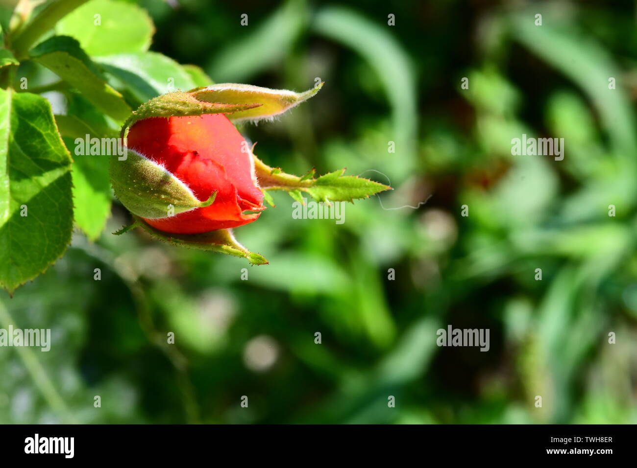 Cyprus roses hi-res stock photography and images - Alamy