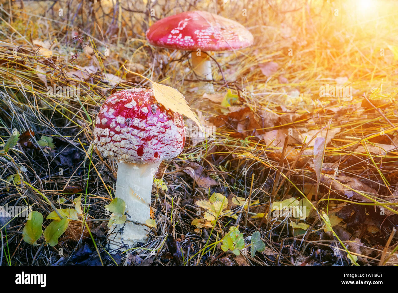 Poison Dwarf Stock Photos & Poison Dwarf Stock Images - Alamy