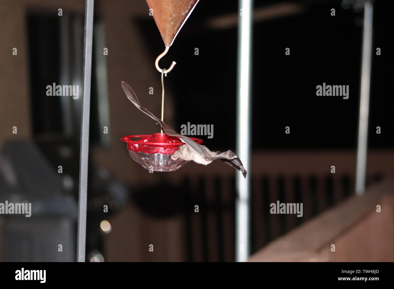 Bats at the Hummingbird Feeder 3 Stock Photo - Alamy