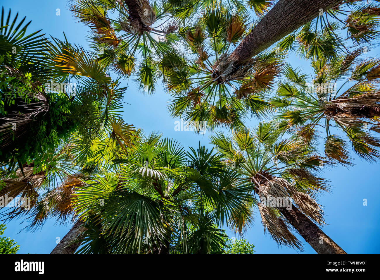 Fan leaved palm tree hi-res stock photography and images - Alamy