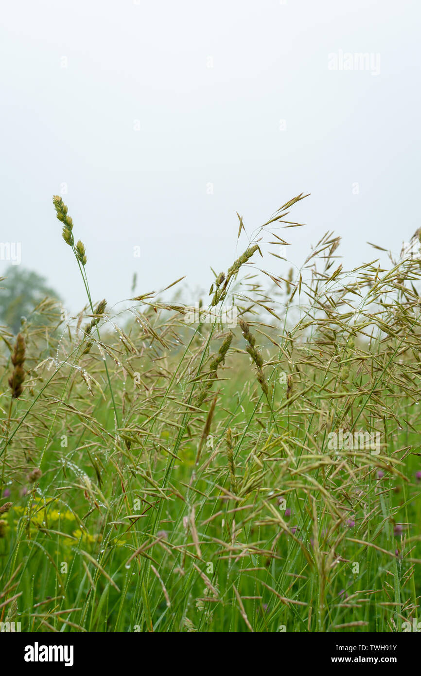 native tall grass with morning dew in the fog. Midewin National ...