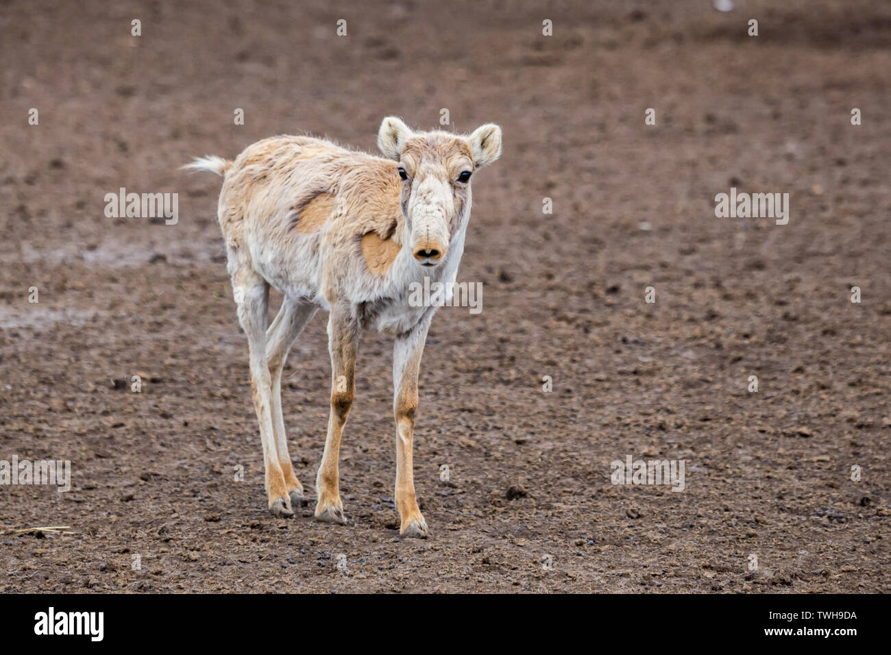 Male wild saiga antelope hi-res stock photography and images - Alamy