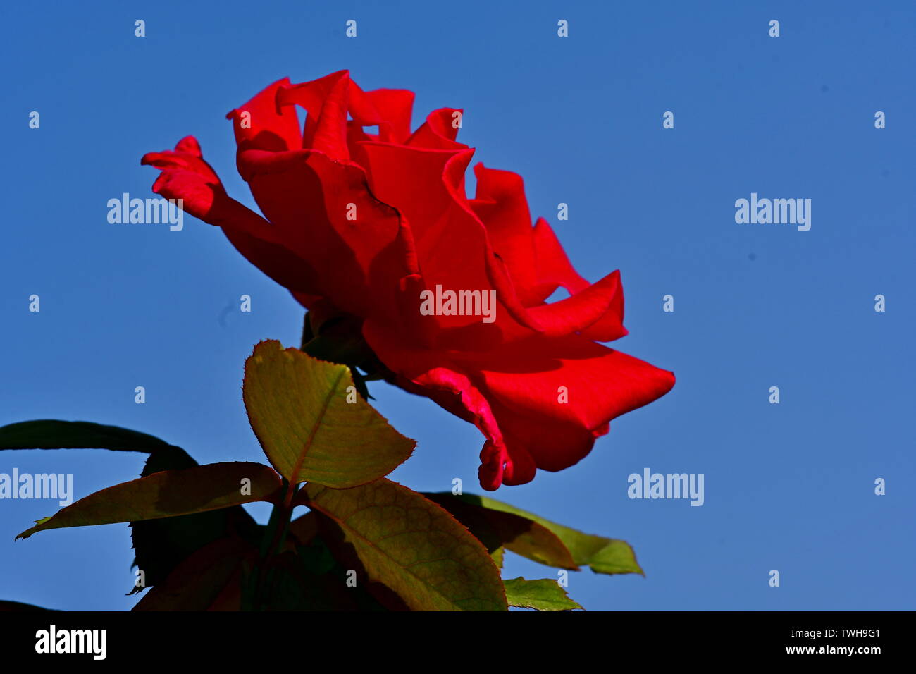 Cyprus roses hi-res stock photography and images - Alamy
