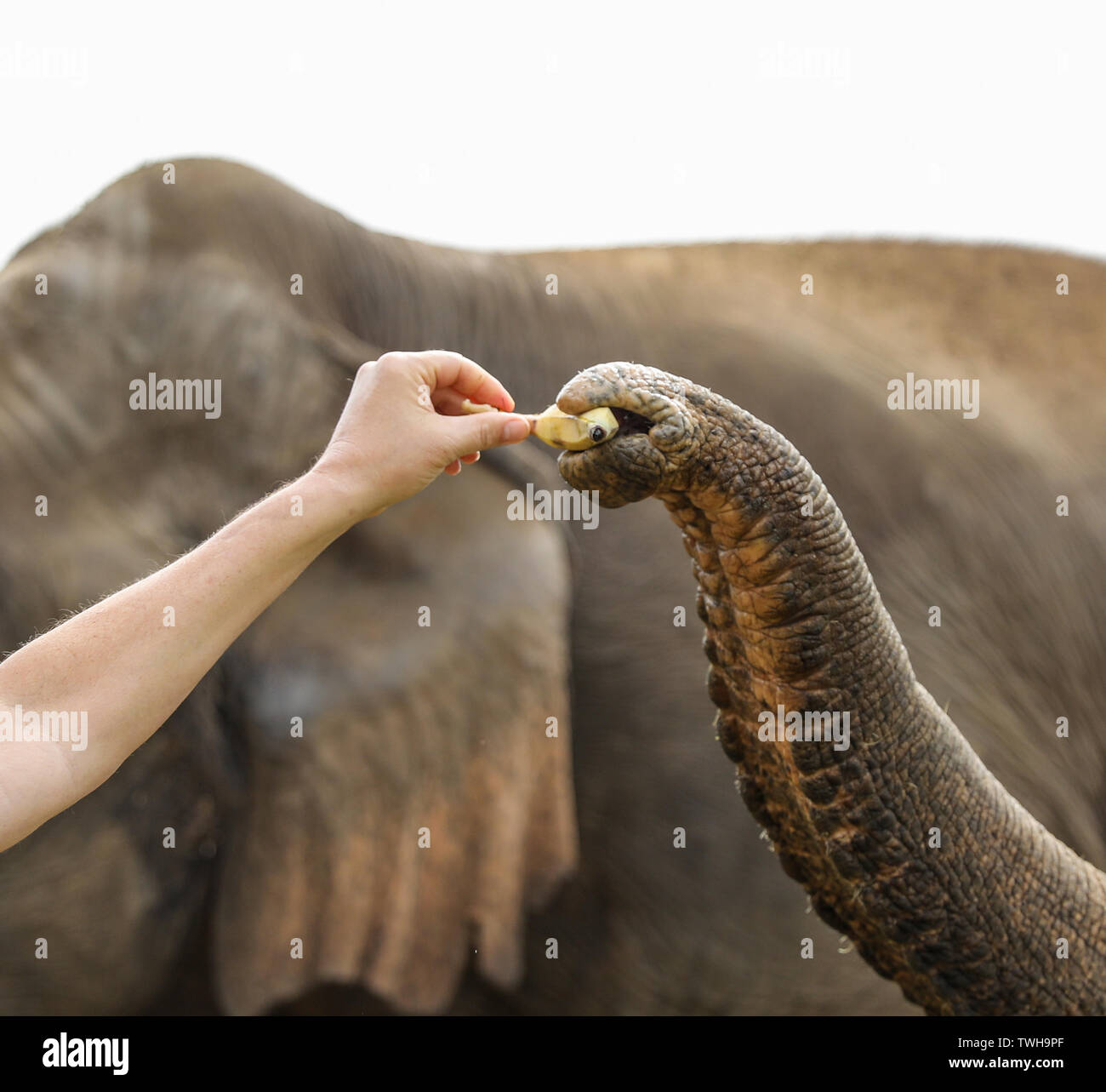 King Cobra Eating Elephant