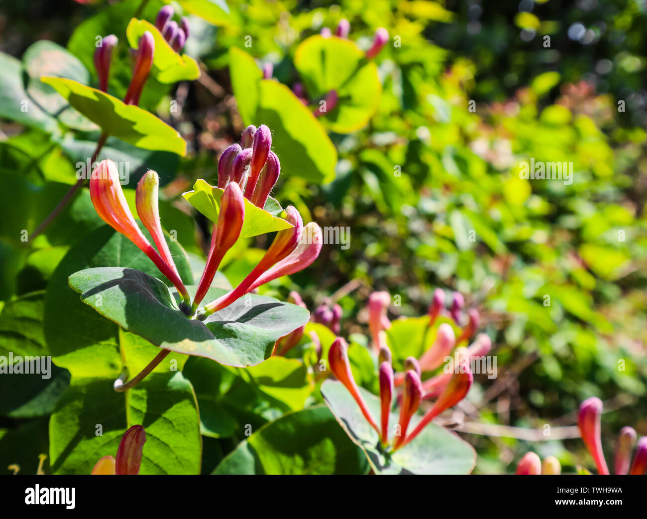 Lonicera Caprifolium