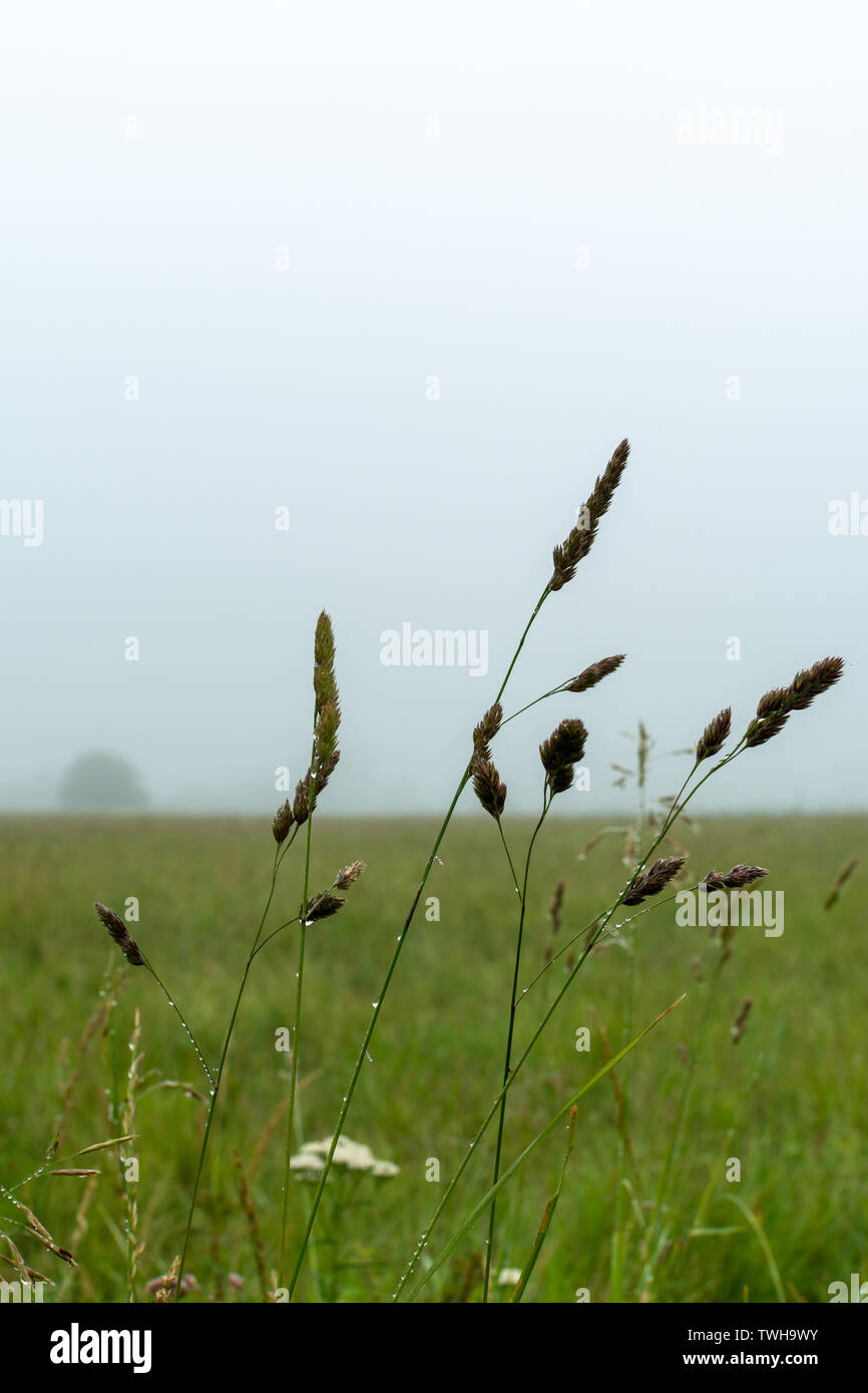 native tall grass with morning dew in the fog. Midewin National ...
