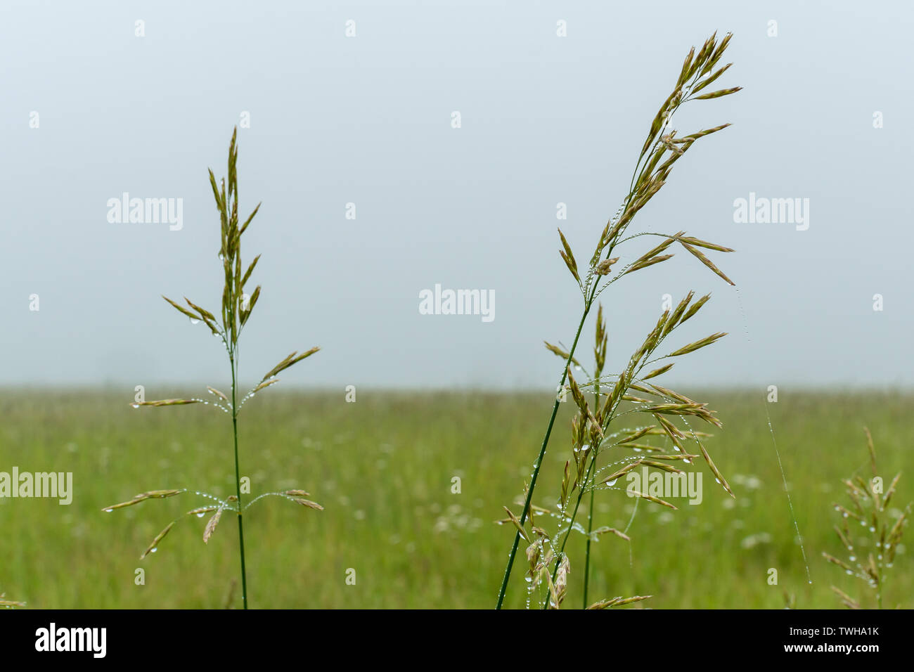 Native Prairie Grass High Resolution Stock Photography and Images - Alamy