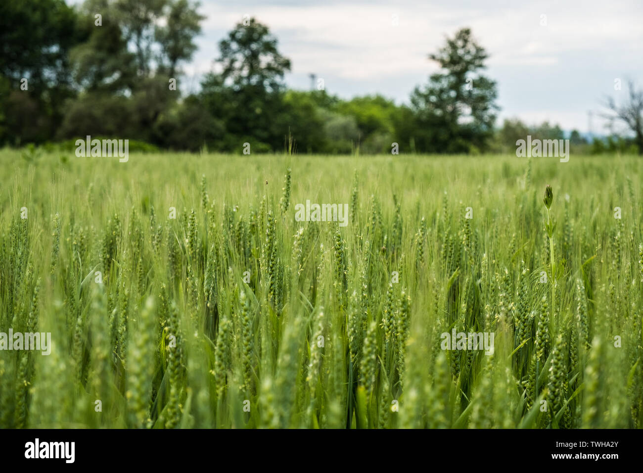 Wheat of ear hi-res stock photography and images - Alamy