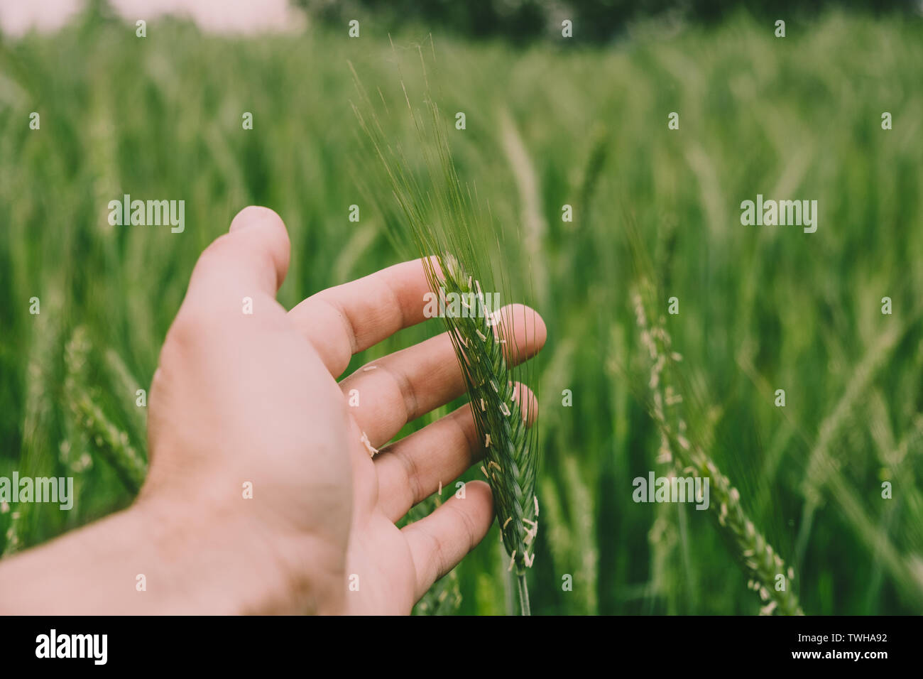 Hand spike hi-res stock photography and images - Alamy