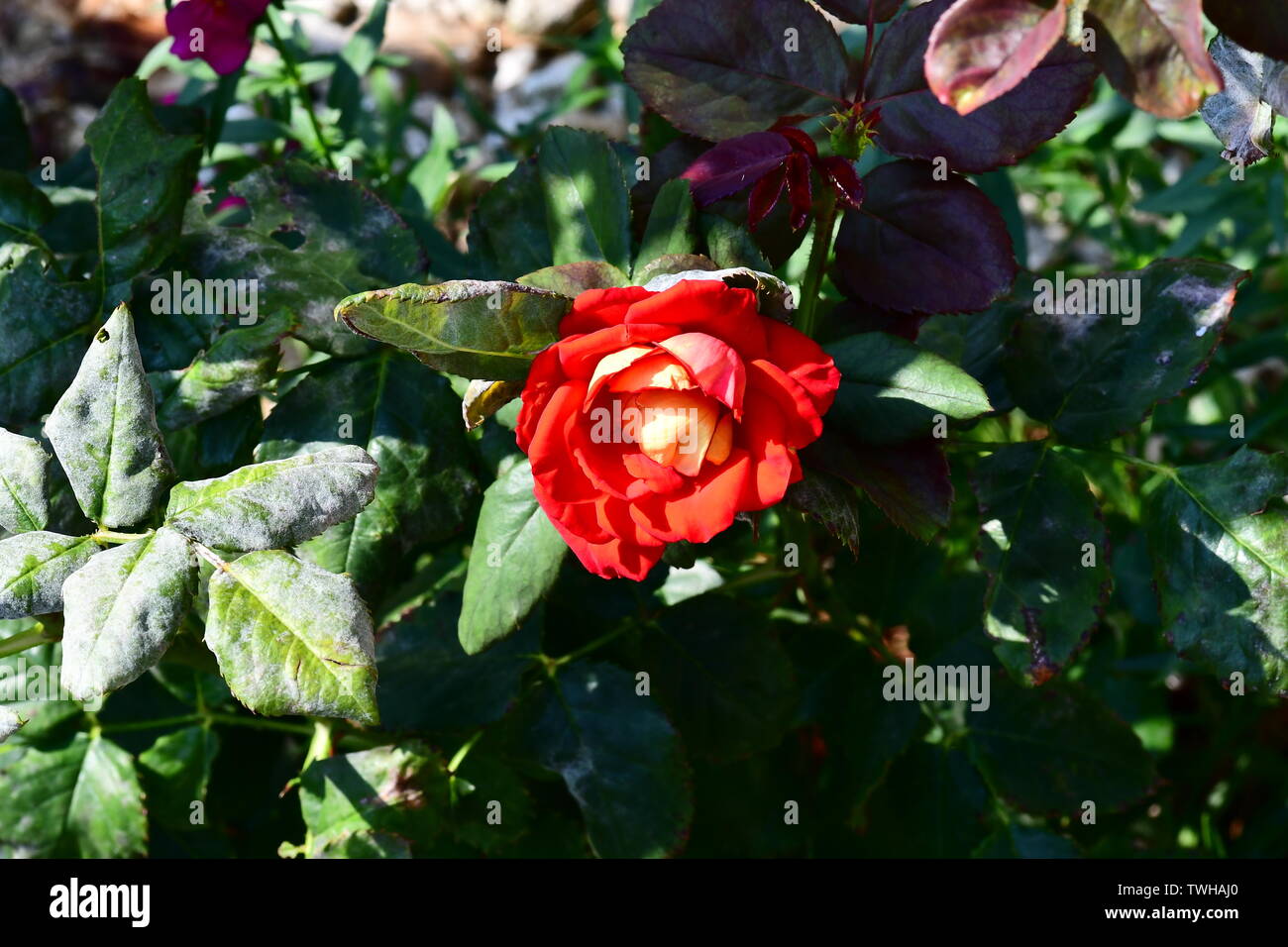 Cyprus Roses High Resolution Stock Photography and Images - Alamy