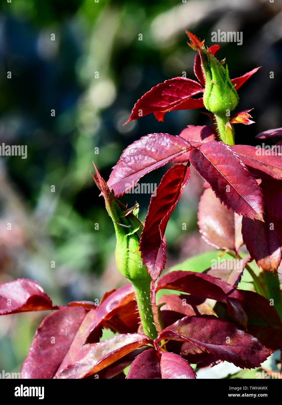 Cyprus Roses High Resolution Stock Photography and Images - Alamy