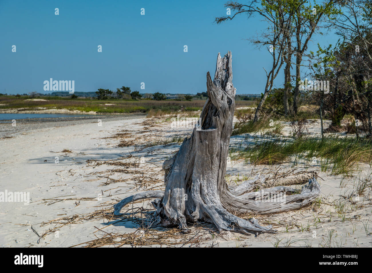 Decaying tree stump on the very sunny beach at Jekyll Island, Georgia ...