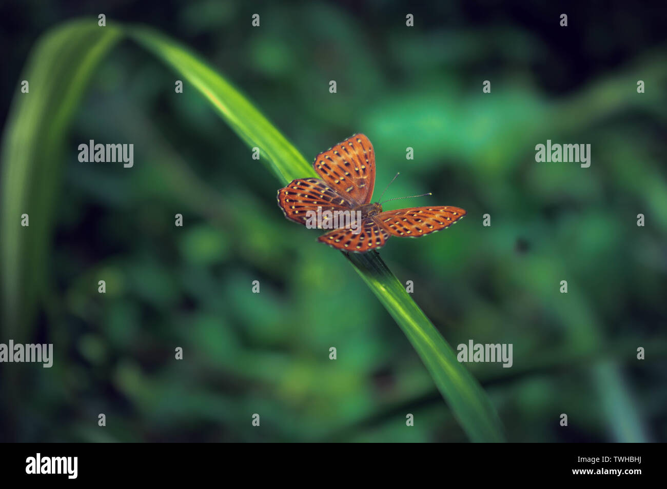 Butterfly crest hi-res stock photography and images - Alamy