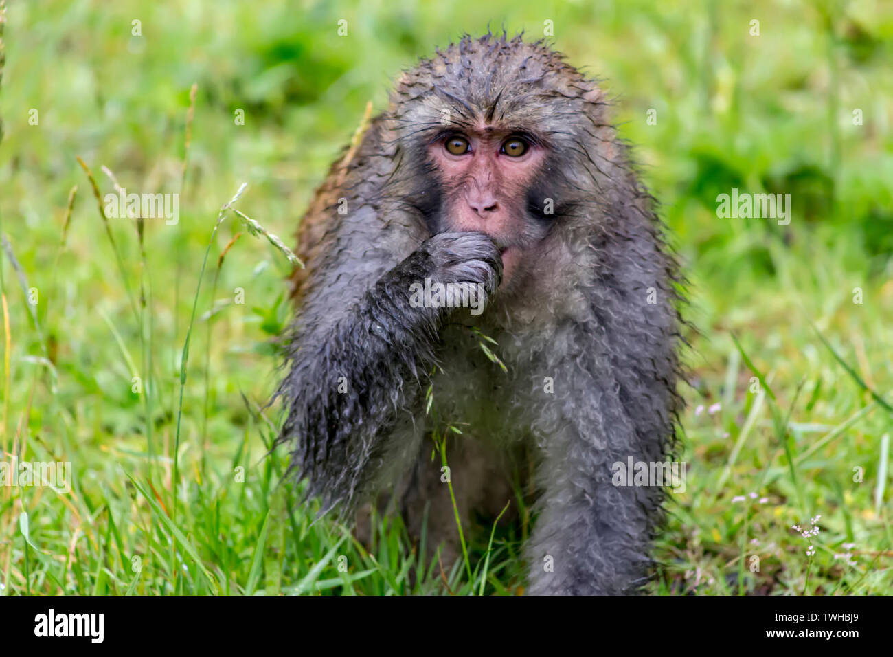 Tibetan macaques hi-res stock photography and images - Alamy
