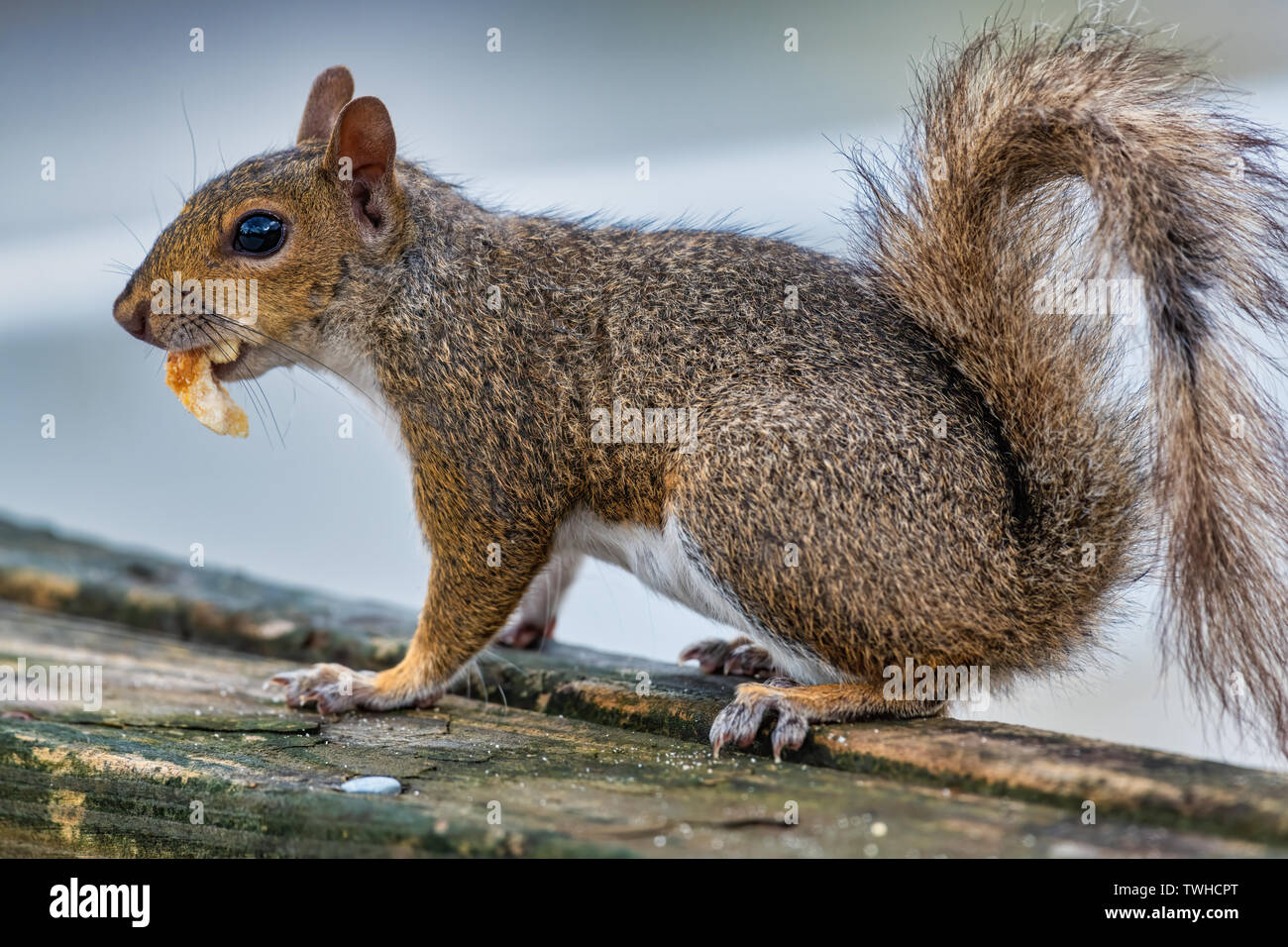 Panama squirrel hi-res stock photography and images - Alamy