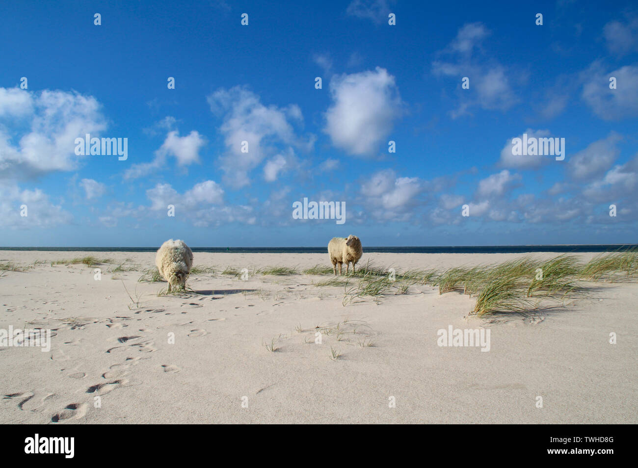 Sylt is located in the north of Germany. The holiday island shines with ...