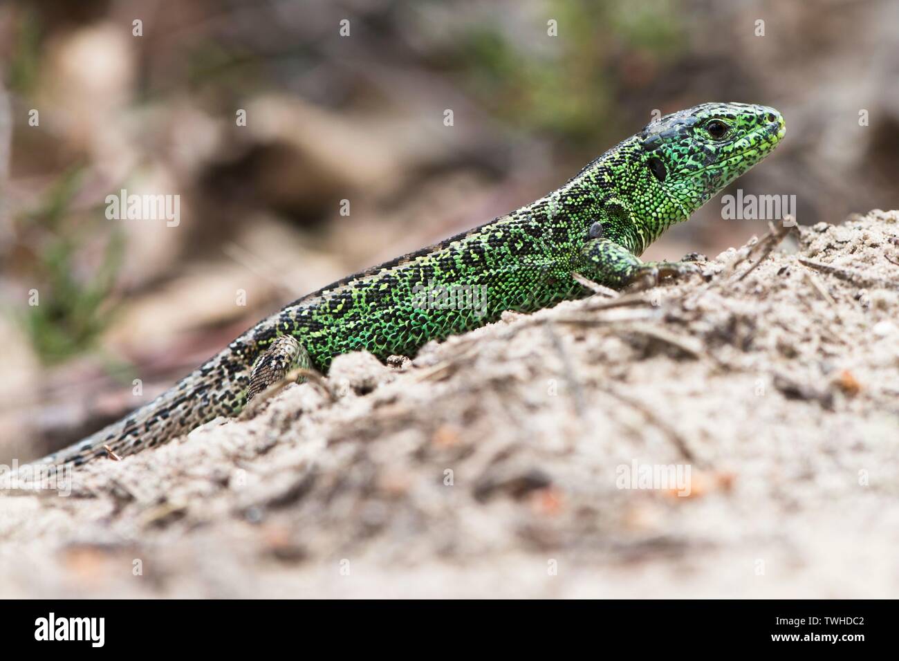 Sand lizard (Lacerta agilis), Emsland, Lower Saxony, Germany Stock ...