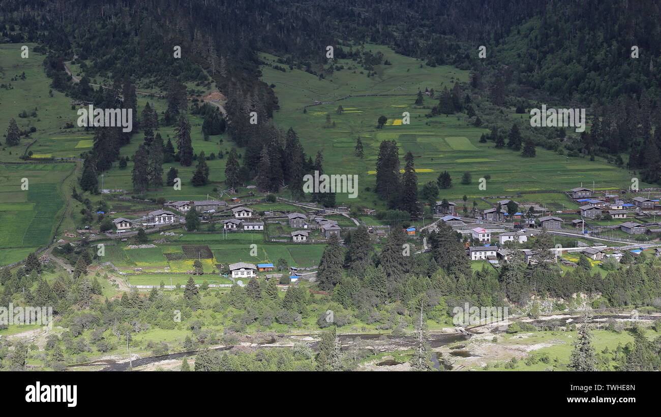 Scenery of Lulang Linhai in Yingzhi region, Tibet Stock Photo - Alamy