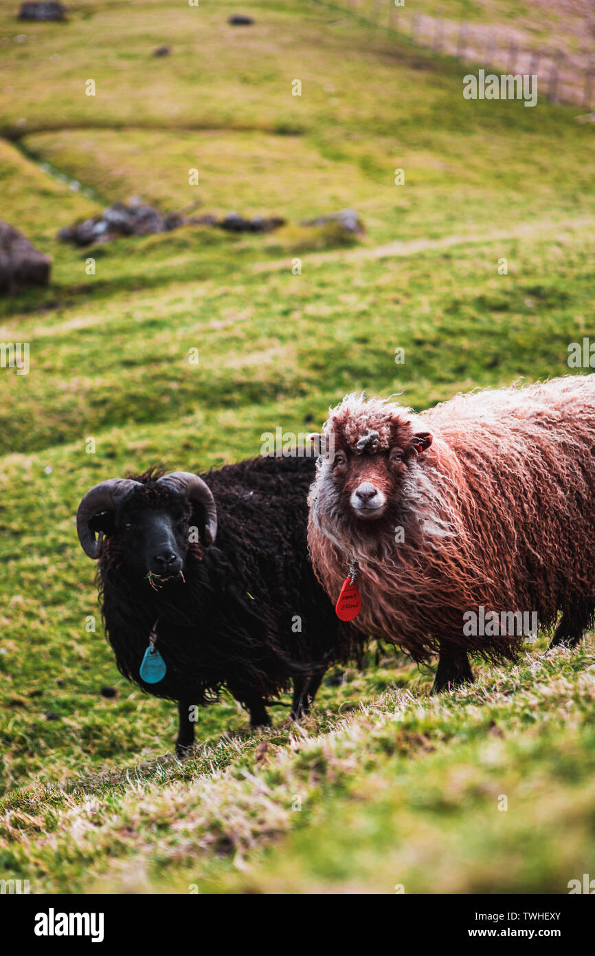 Faroese Sheep High Resolution Stock Photography and Images - Alamy