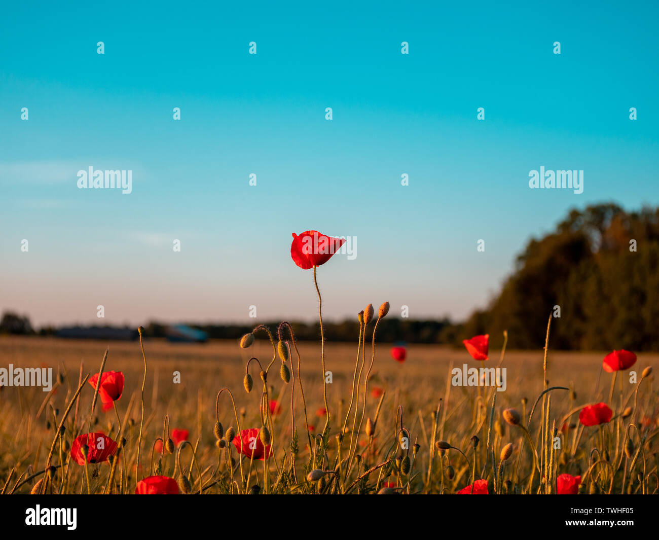 Image of huge red poppy field during sunset Stock Photo - Alamy