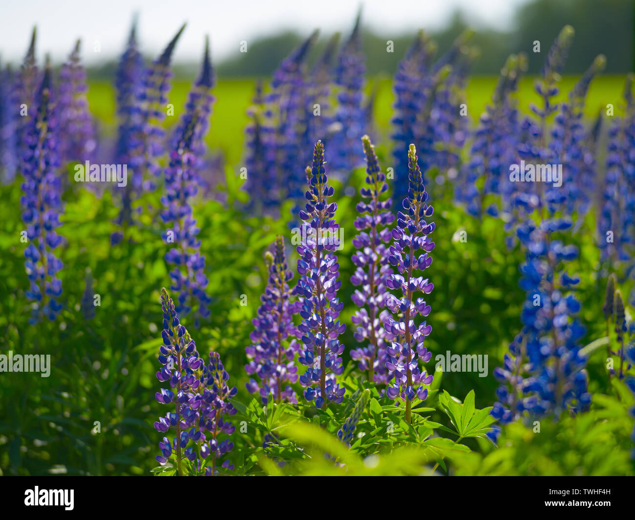 Lupins bloom hi-res stock photography and images - Alamy