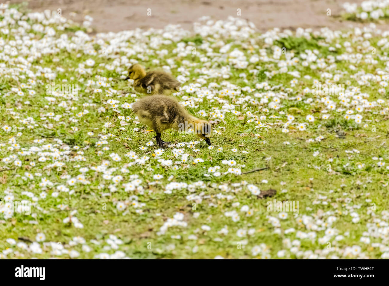 Fluffy baby goslings hi-res stock photography and images - Alamy